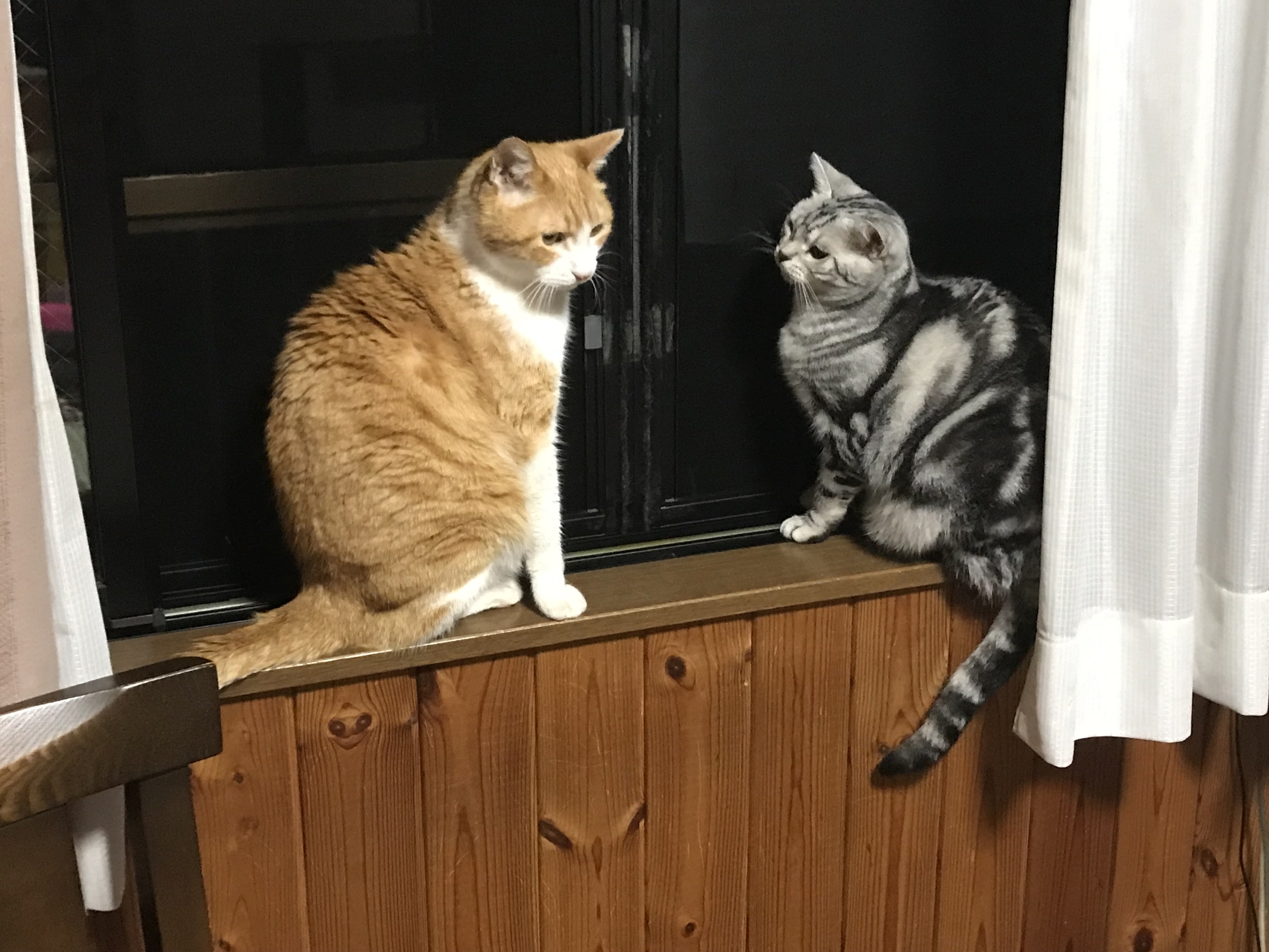 今日は猫の日だそうですよ!・・・知らなかったニャー! Tubuyakitonyのブログ